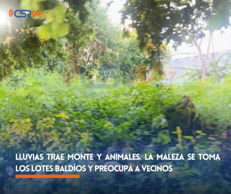 LLUVIAS TRAE MONTE Y ANIMALES. LA MALEZA SE TOMA LOS LOTES BALDÍOS Y ...